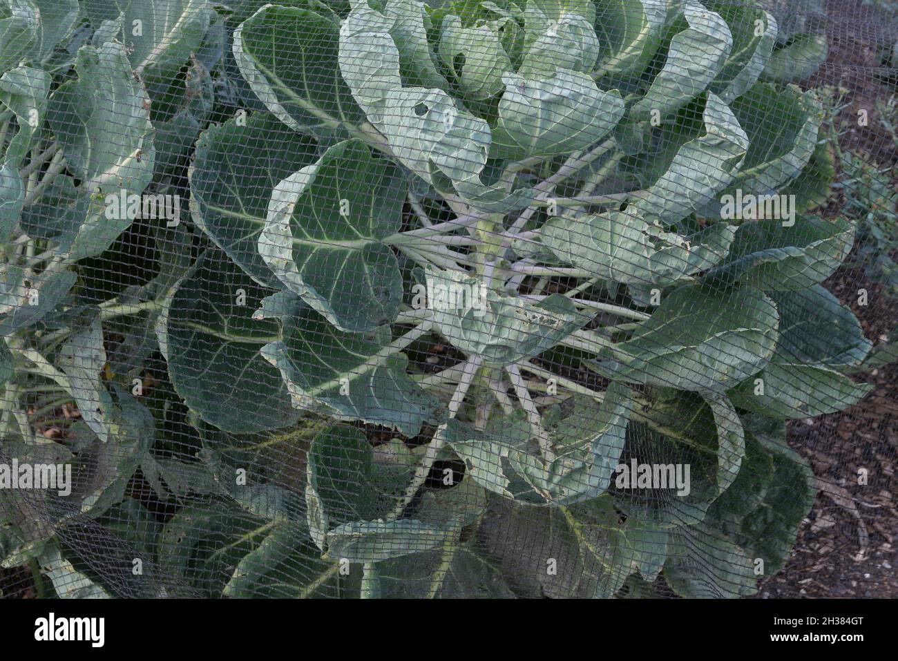 Leafy green vegetables growing on soil under fine mesh net Stock Photo ...