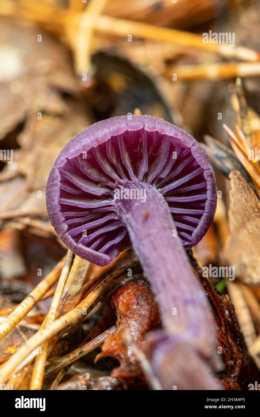 Fungus gills hi-res stock photography and images - Alamy