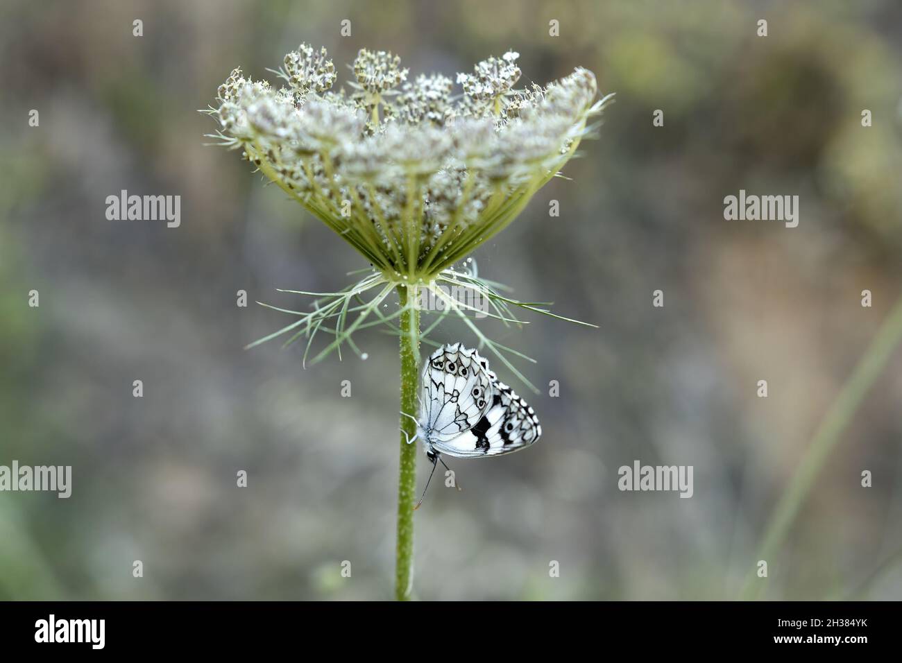 Idea leuconoe, also known as the paper kite butterfly Stock Photo - Alamy