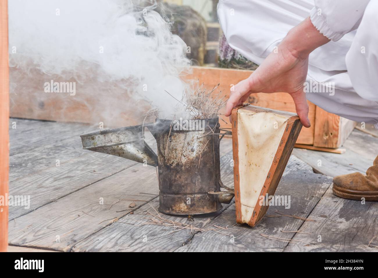 Beekeeper's hand giving the bellows of the bee smoker Stock Photo - Alamy
