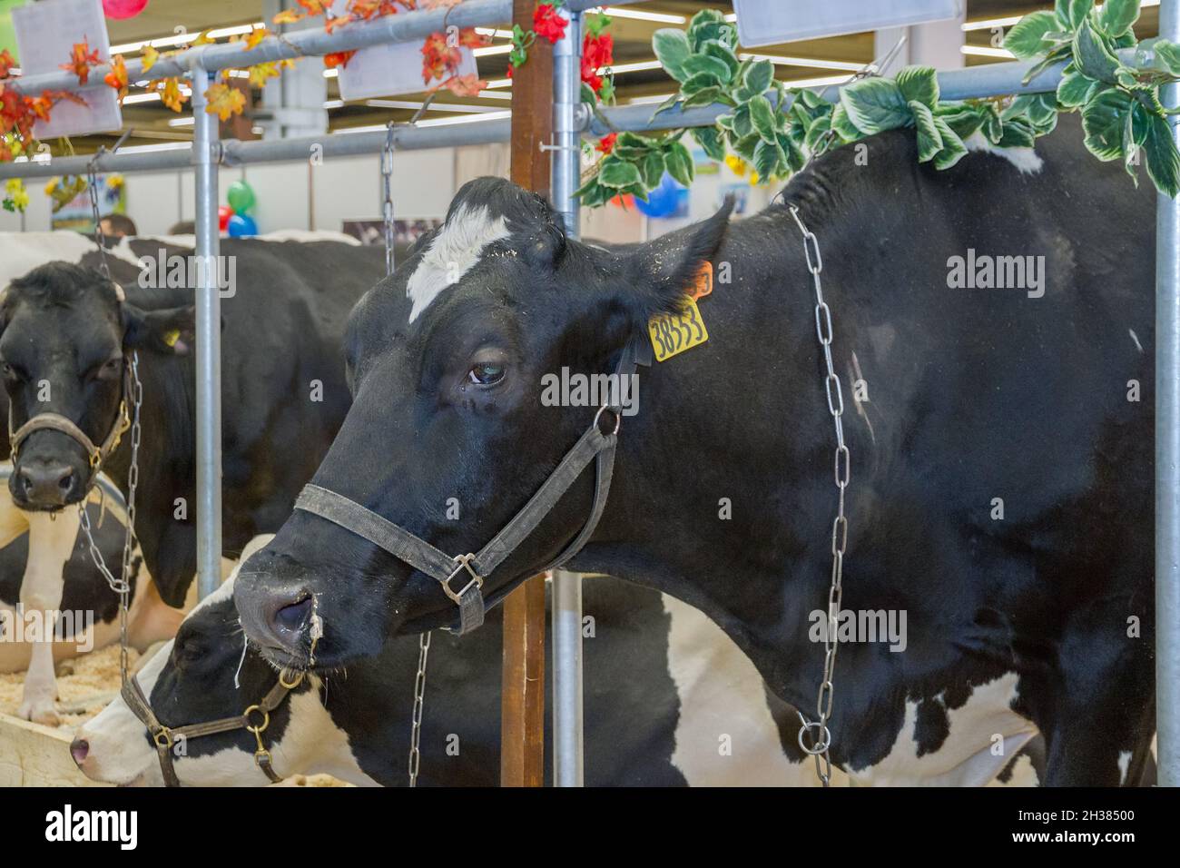 Russian cows hi-res stock photography and images - Alamy