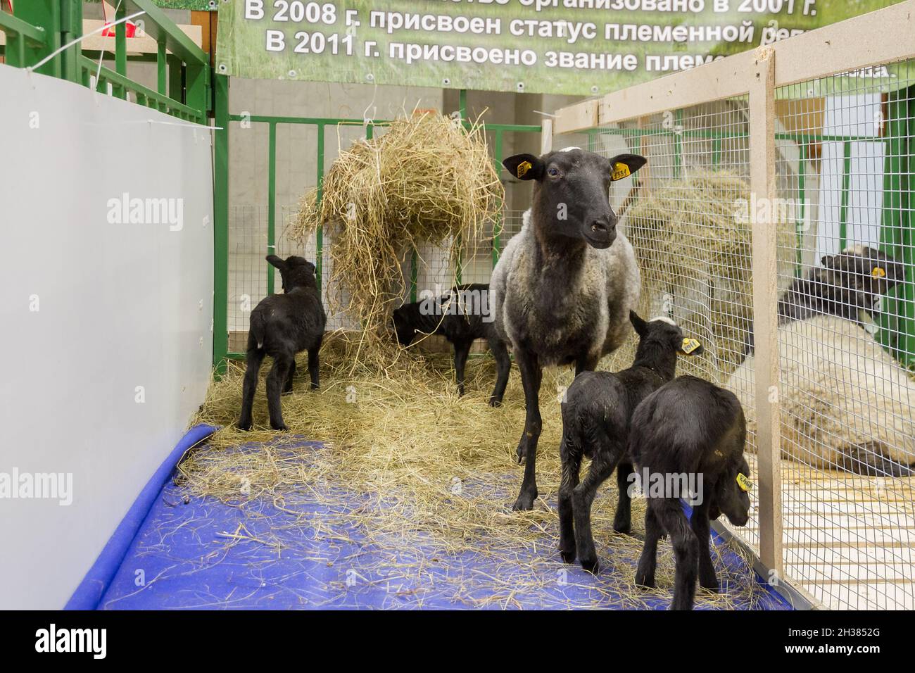 Romanov Lambs