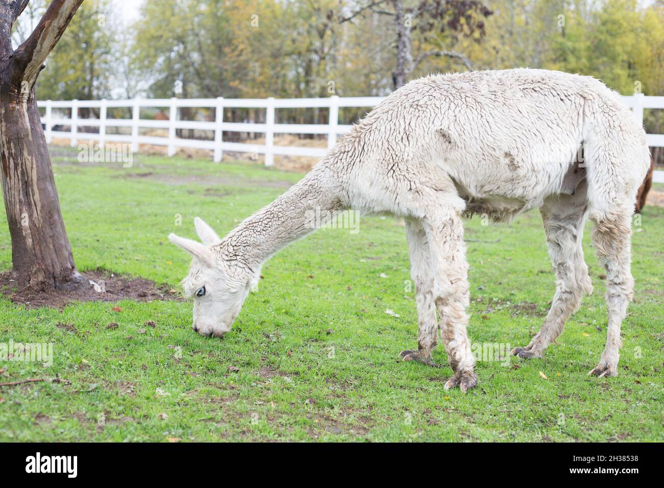 A white alpaca with blue eyes grazing on green grass at a farm animal ...