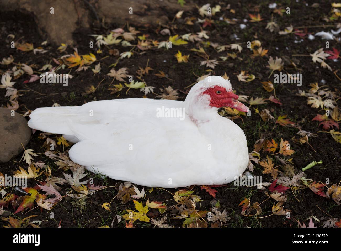 Duck under the tree hi-res stock photography and images - Alamy