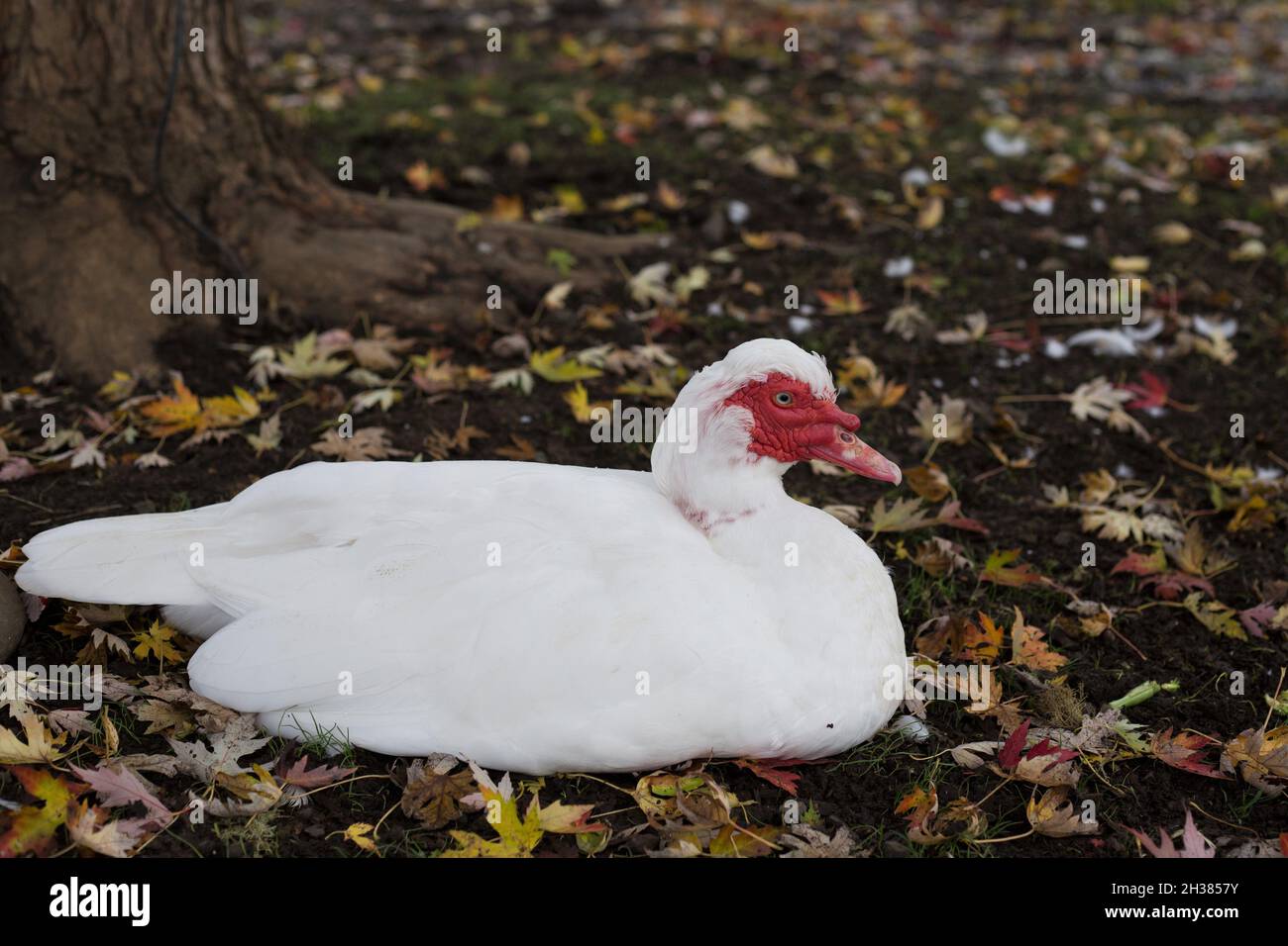 A Muscovy duck resting under a tree with fallen autumn leaves all ...