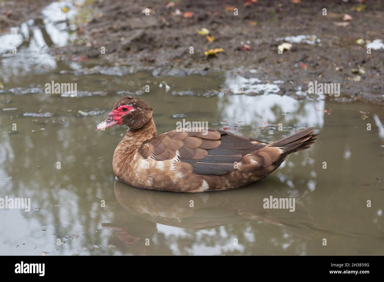 Brown Muscovy Duck