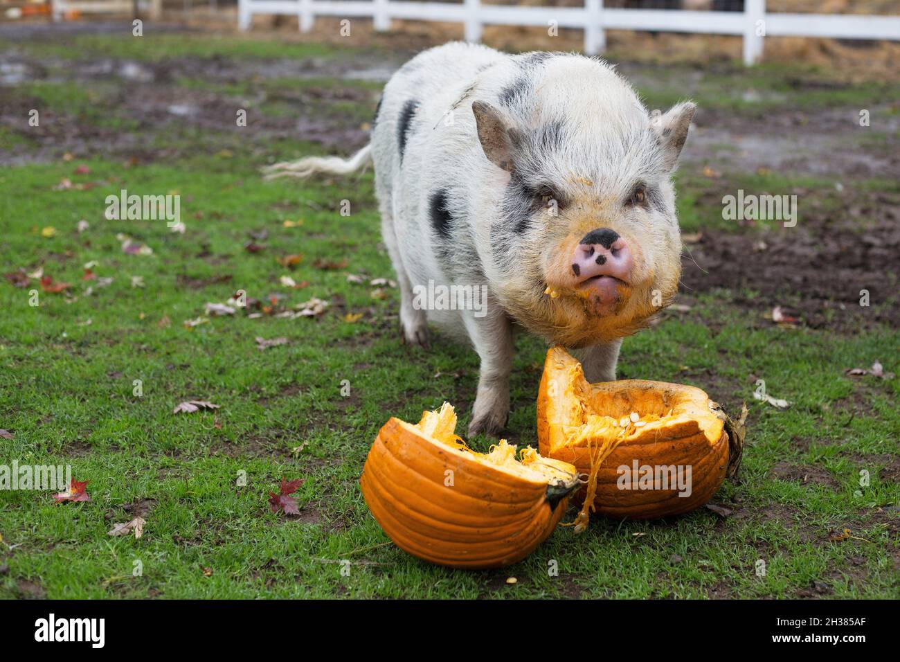 A pig eating a pumpkin Stock Photo - Alamy