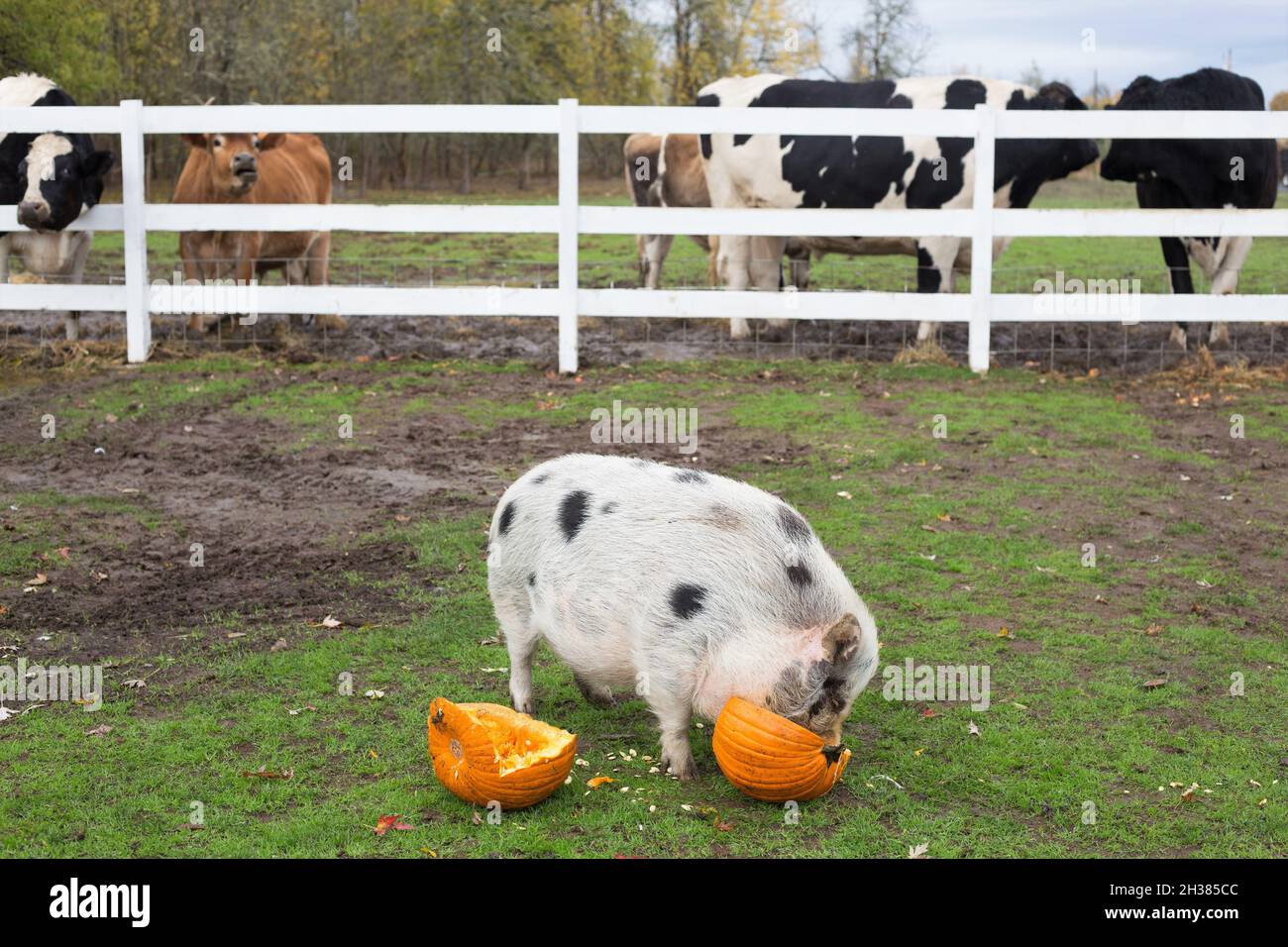 A pig eating a pumpkin, with cows in the background, at a farm animal ...