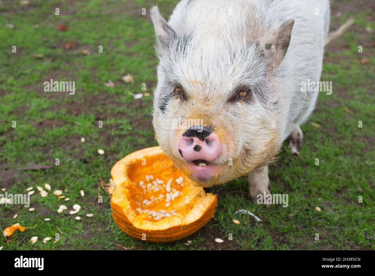 Happy pig grass hi-res stock photography and images - Alamy