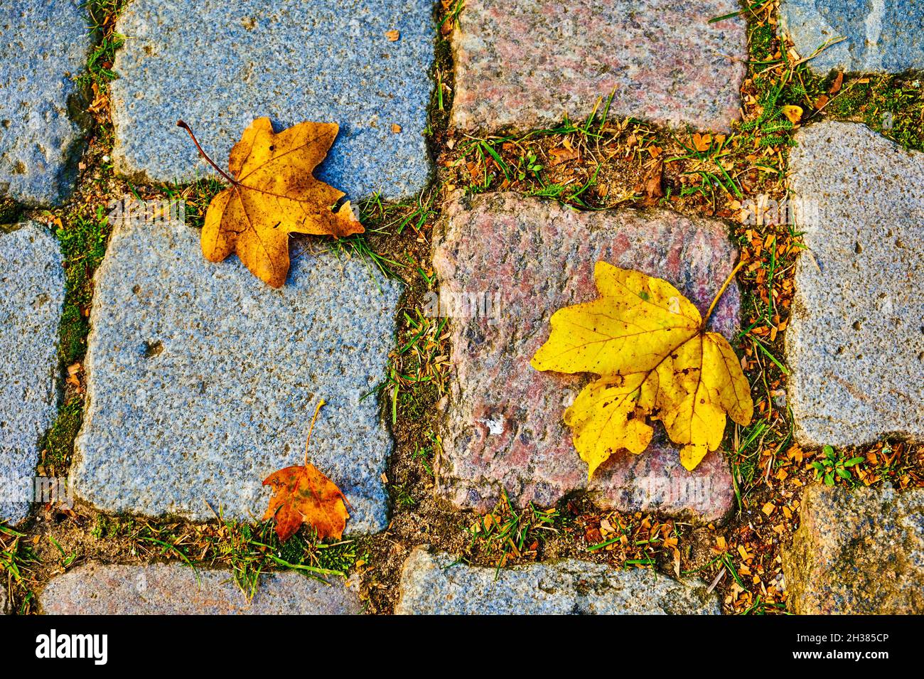 Cobblestone pavement with some colorful autumn leaves in the sun Stock ...