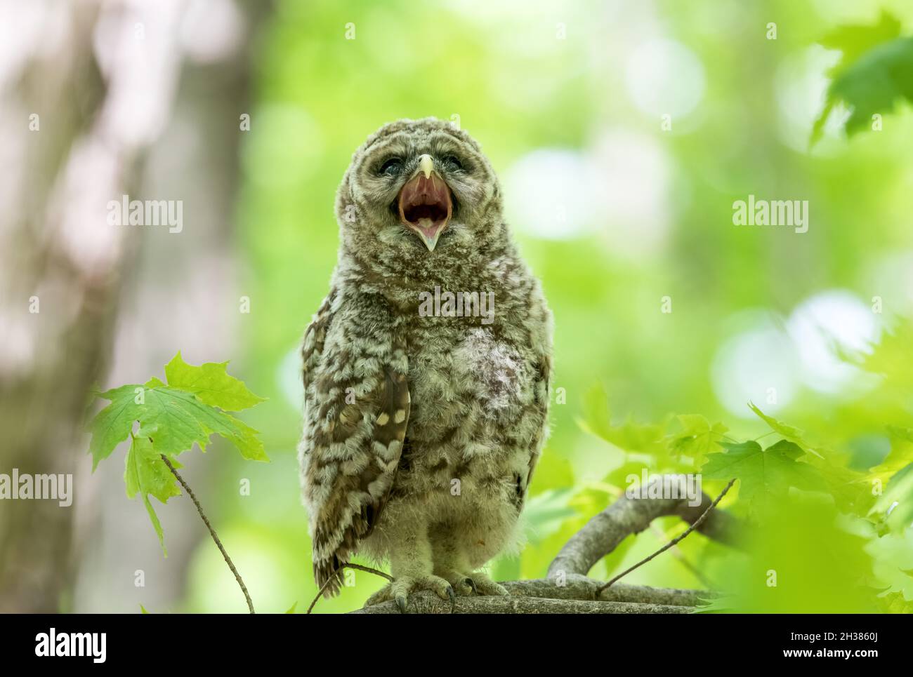 Baby barred owl standing on a branch calling for its parents to bring ...