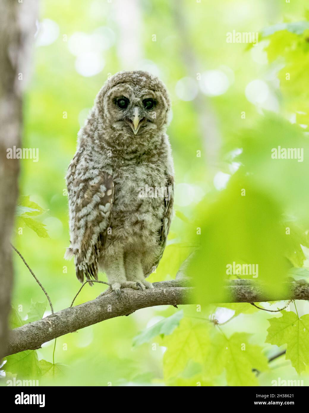 Barred outlet standing on a branch, showing off its adorable fuzzy legs ...