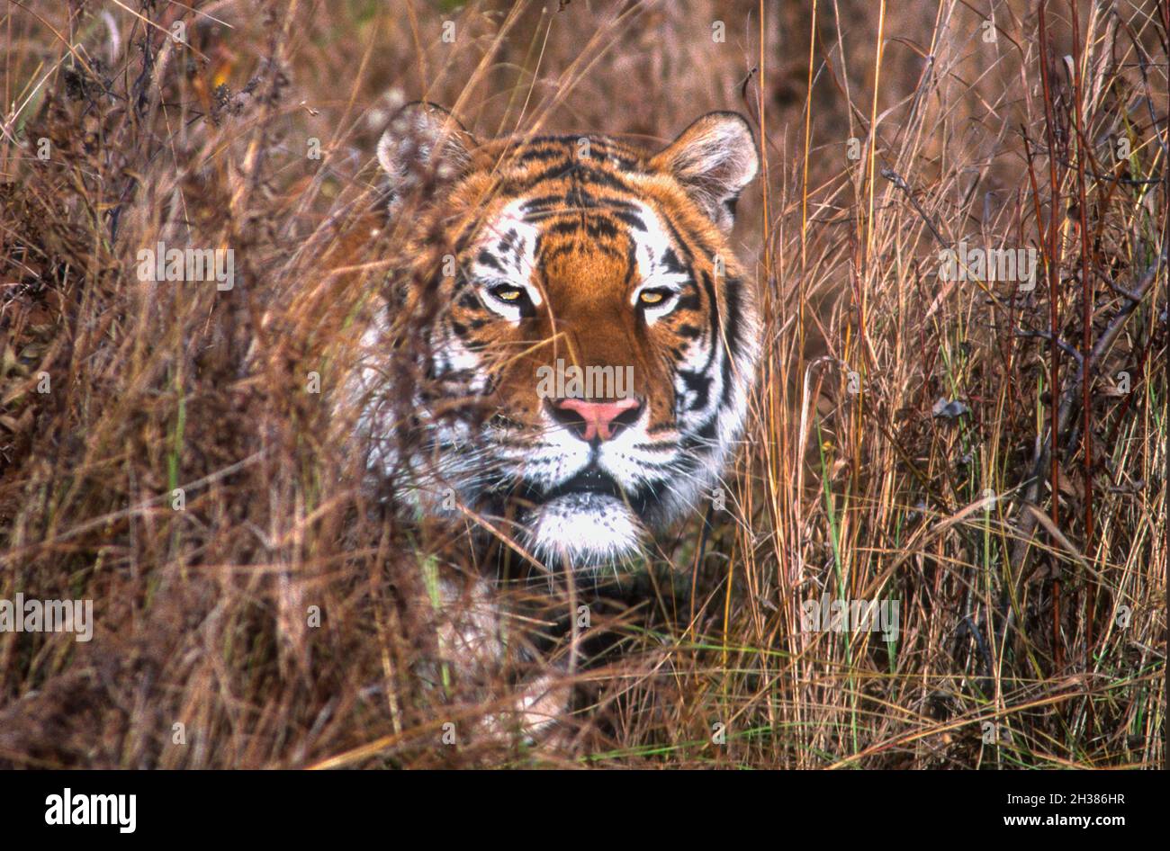 Asia; Southeast Asia; India; Wildlife; Predators; Felines; Tiger ...