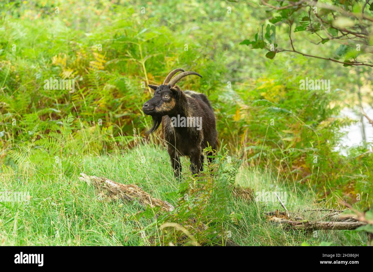 Wild Feral Goat feeding in the bracken in Glen Strathfarrar, Scottish ...