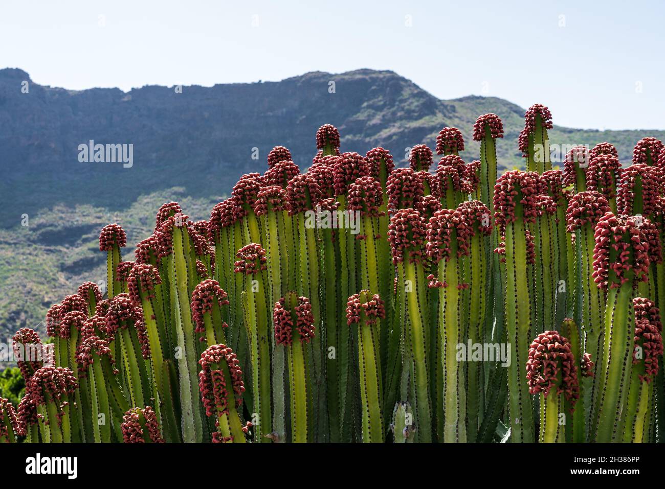 The fruit of endemic to the Canary Islands - Euphorbia canariensis ...