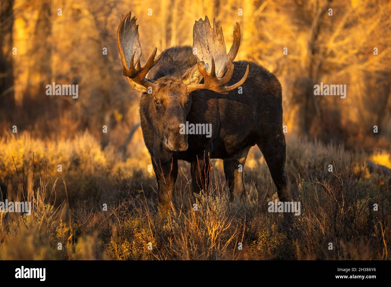 Trophy shiras moose hi-res stock photography and images - Alamy