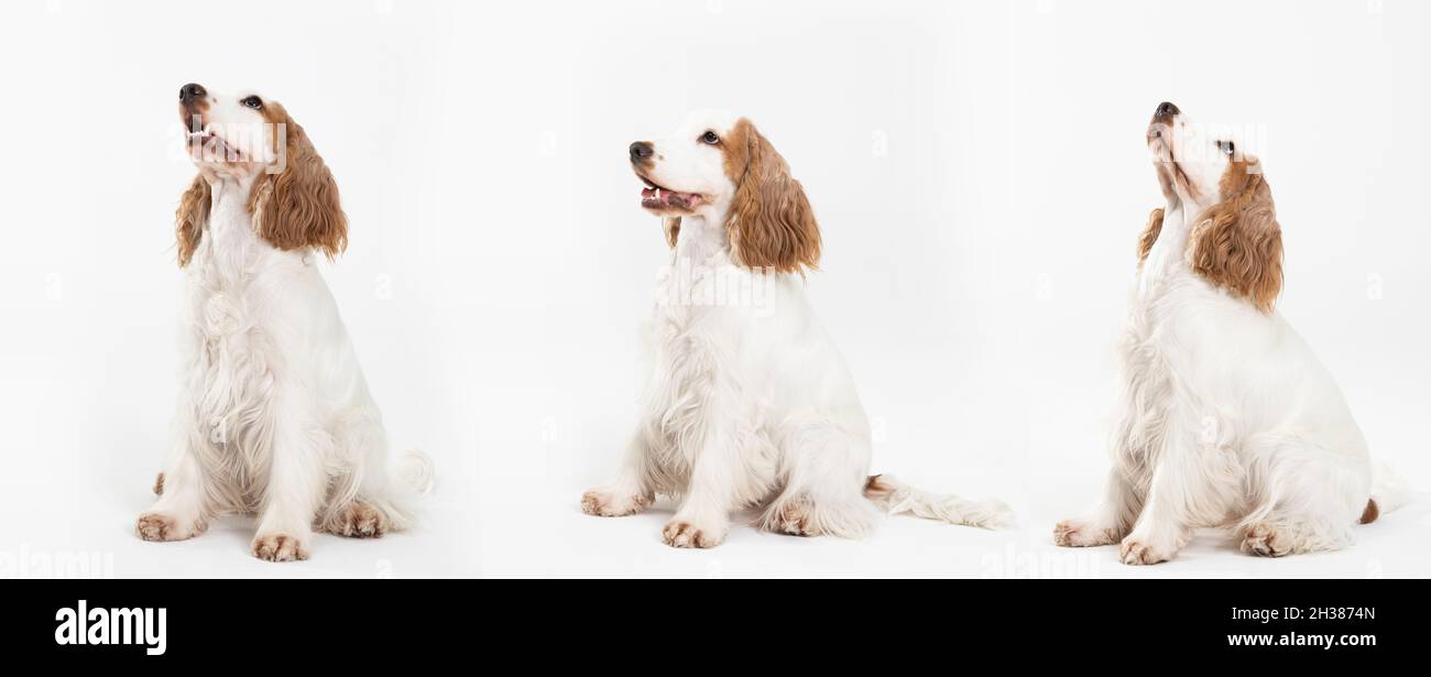English cocker spaniel with honey gold coat. A purebred dog for scaring ...