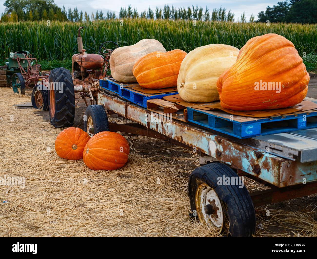 Old Tractor and Trailer with Pumpkin Display Stock Photo - Alamy