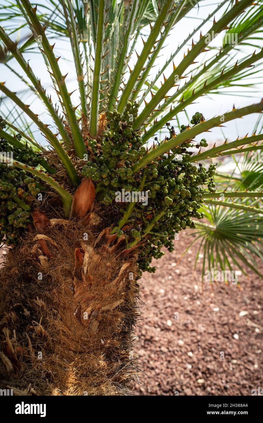 The fruits of a palm tree in the nature Stock Photo - Alamy