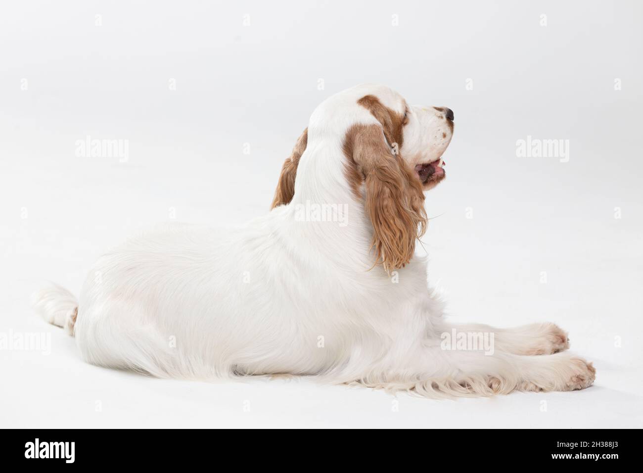 The dog lies down and looks the other way. English cocker spaniel with ...