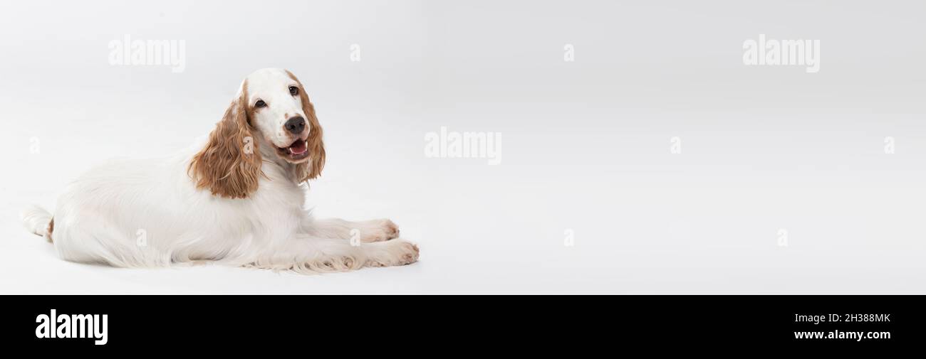 The dog is lying down and looking straight into the camera. Panoramic ...