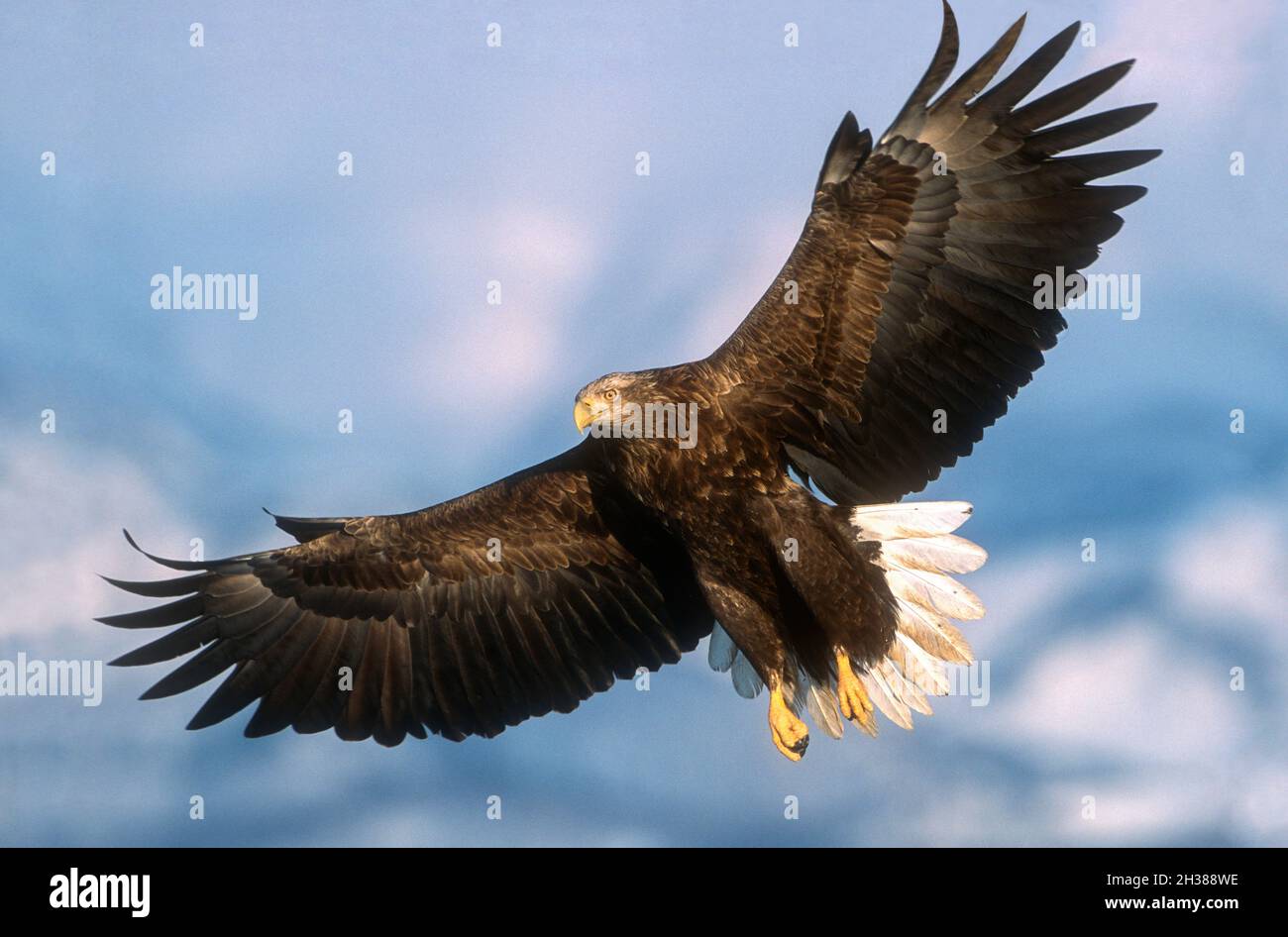 Asia; Japan; Hokkaido; Wildlife; Bird; Bird of Prey; White-tailed eagle ...