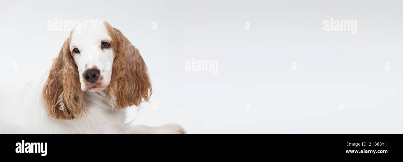 Head of a dog in very close up. English cocker spaniel with honey gold ...