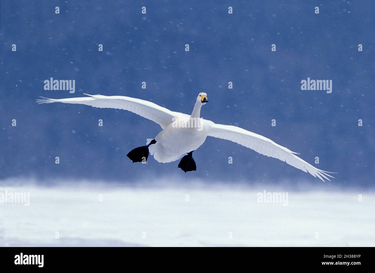 Wingspan 225cm hi-res stock photography and images - Alamy