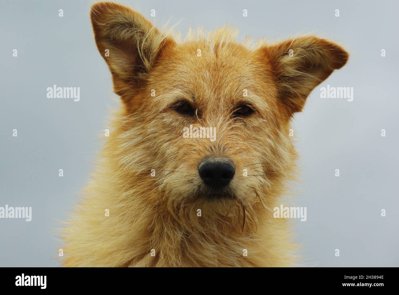 Italy stray dog hi-res stock photography and images - Alamy