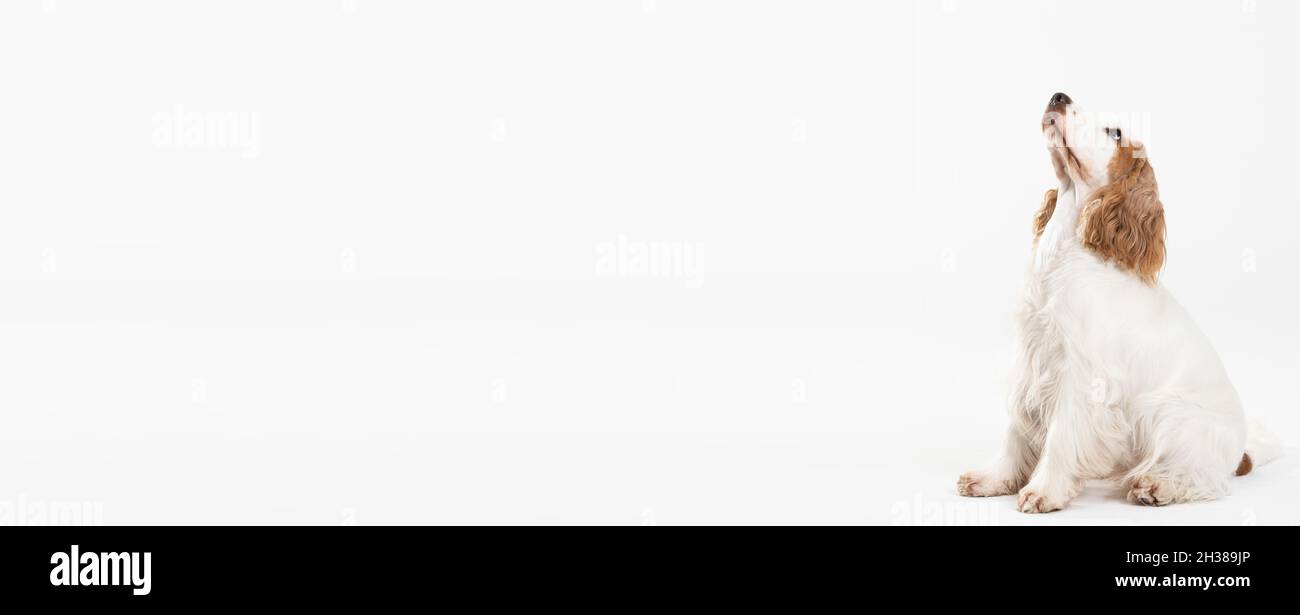 The dog is sitting and looking up. English cocker spaniel with honey ...