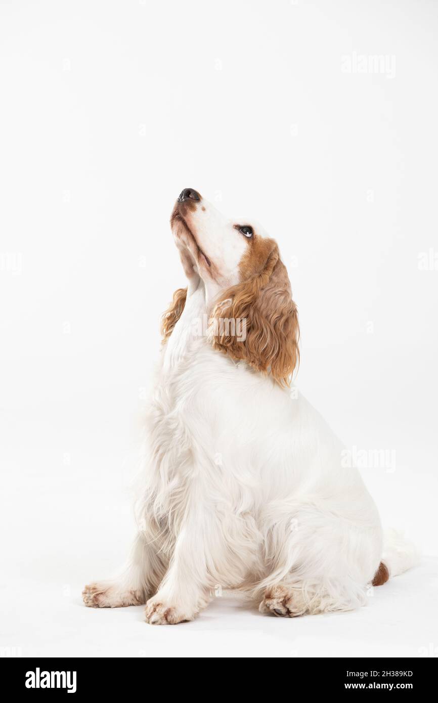 The dog is sitting and looking up. English cocker spaniel with honey ...