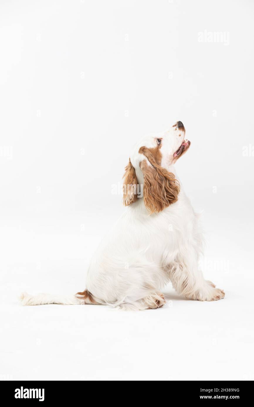 The dog is sitting and looking up. English cocker spaniel with honey ...