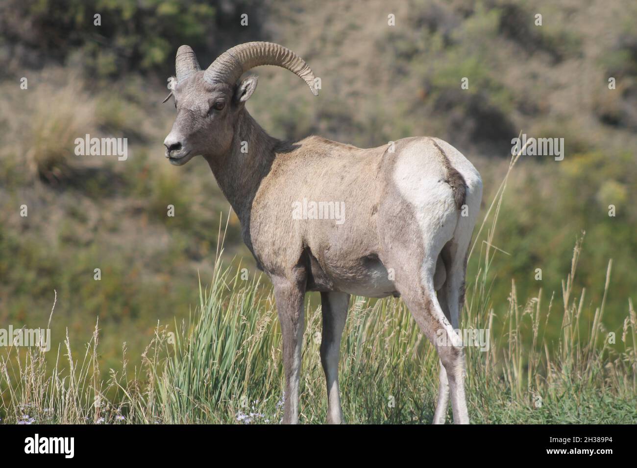 Lost in yellowstone hi-res stock photography and images - Alamy