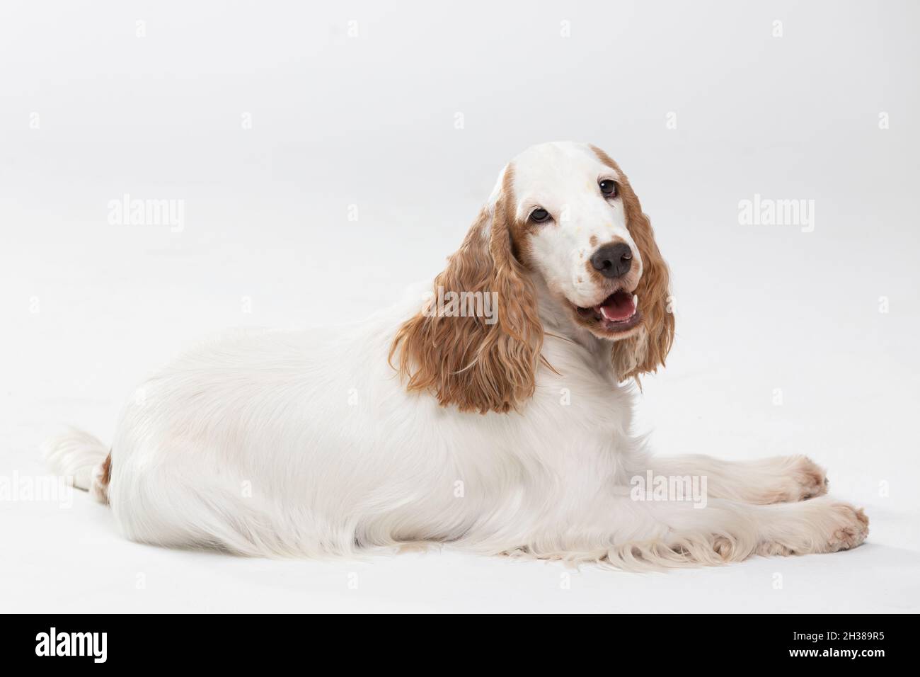 The dog is lying down and looking straight into the camera. English ...