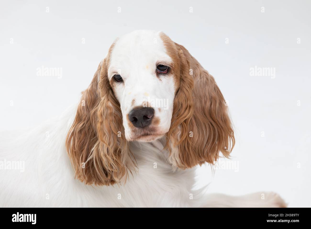 Head of a dog in very close up. English cocker spaniel with honey gold ...
