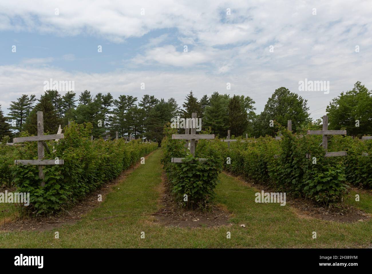 A field of raspberry plants almost ripe for the picking! Stock Photo ...