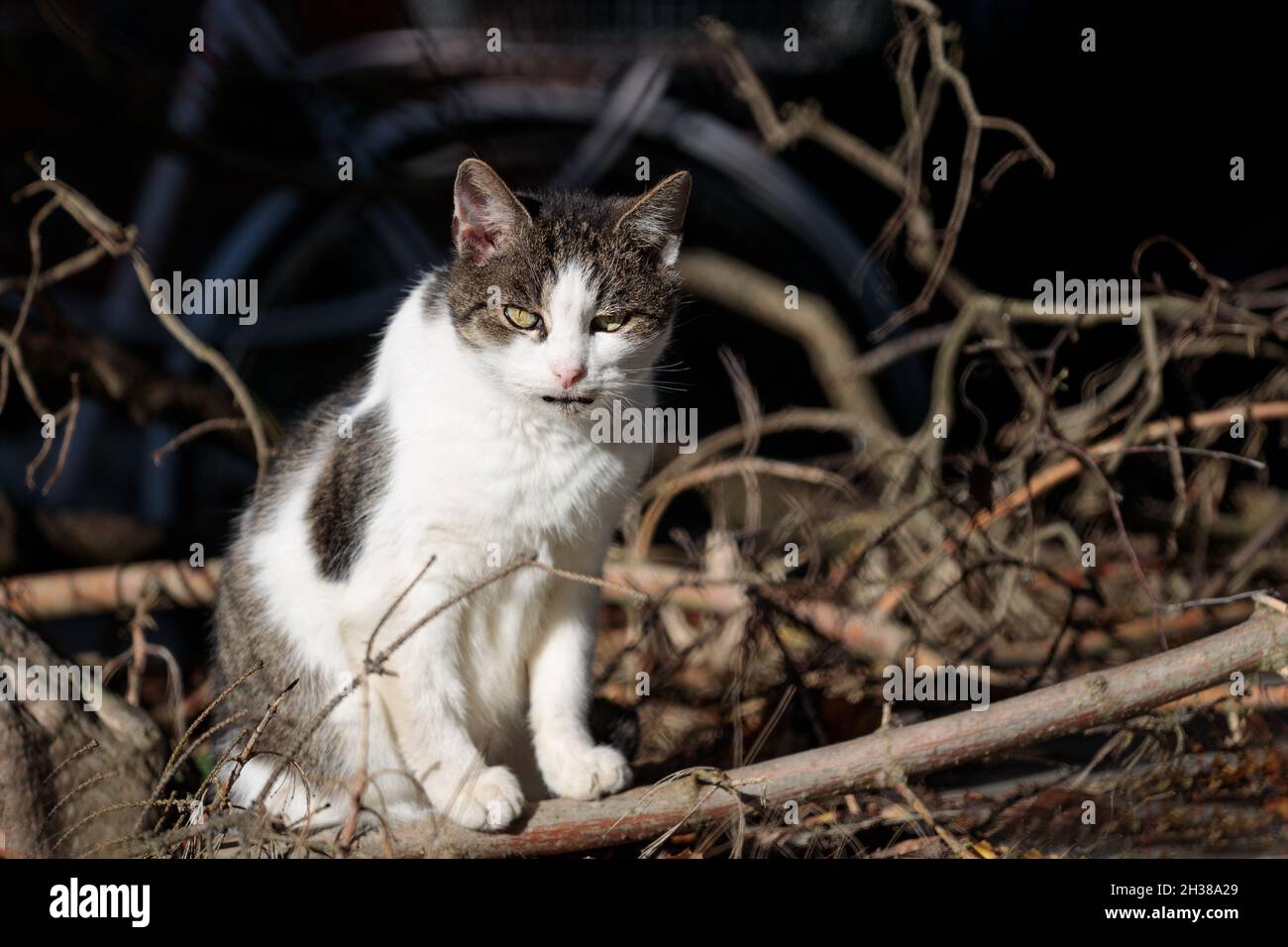 Stern cat hi-res stock photography and images - Alamy