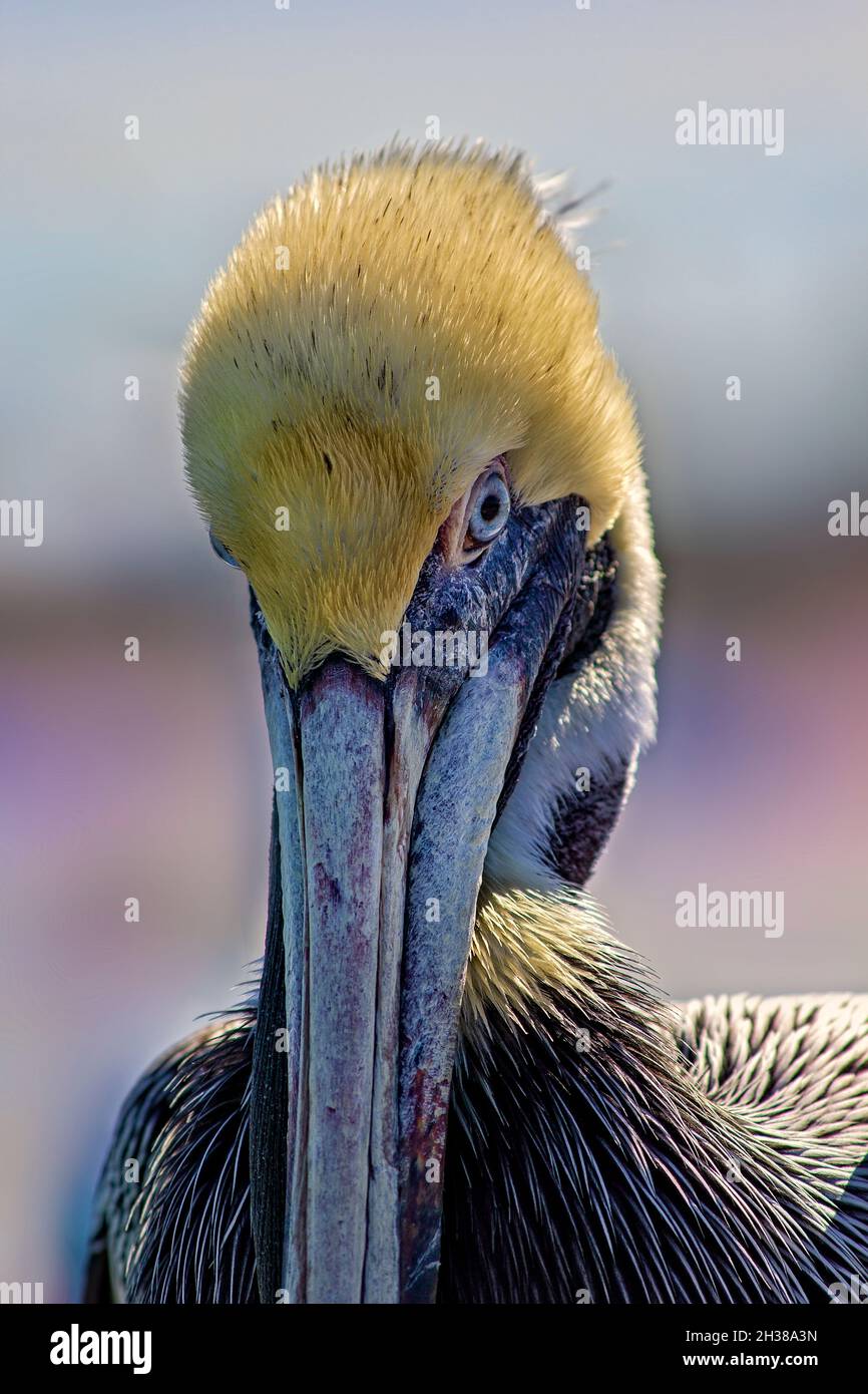 A Brown Pelican bird, a large stocky seabird with a long neck and giant ...