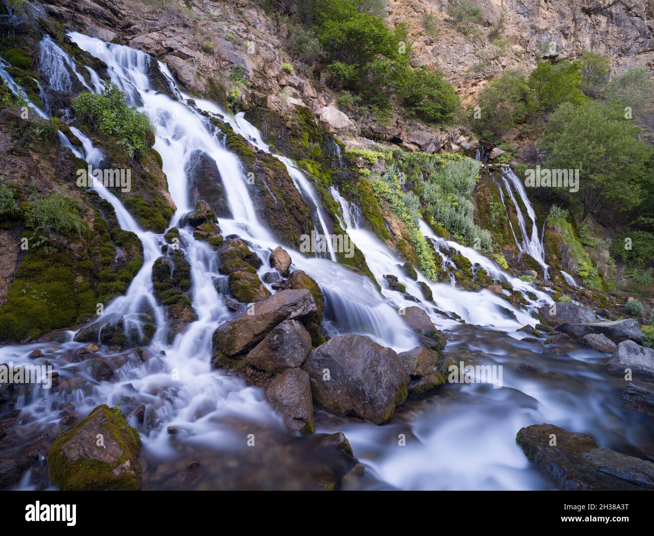 Tomara selalesi hi-res stock photography and images - Alamy