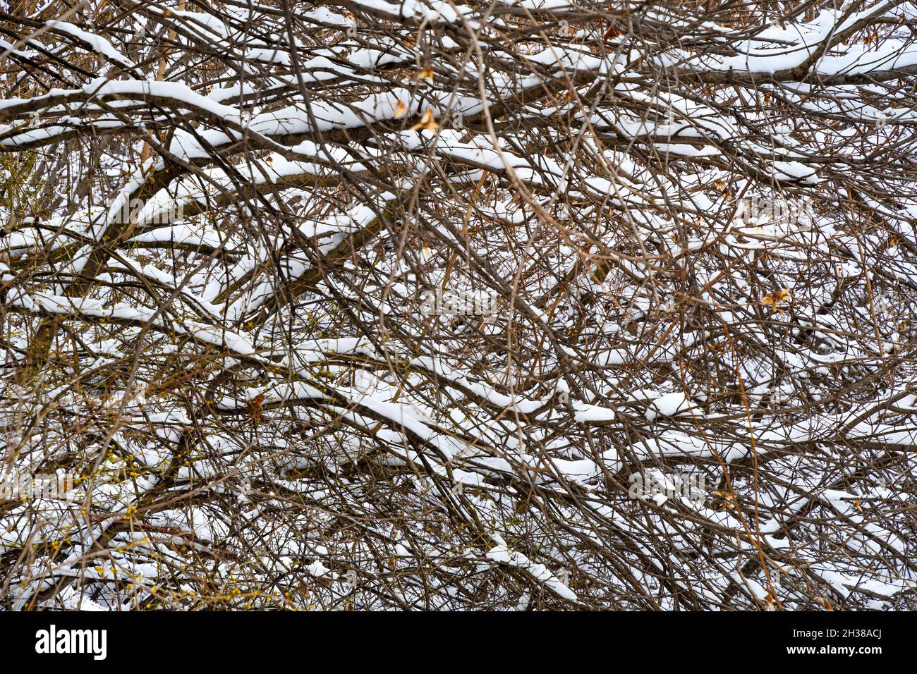 Intertwined branches hi-res stock photography and images - Alamy