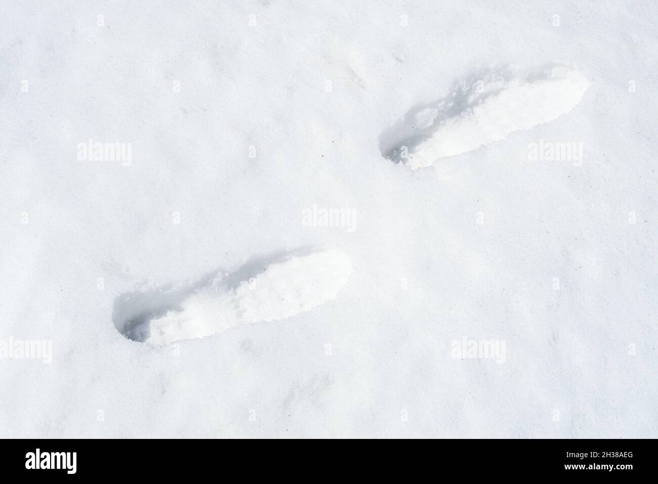 step by step (human) in fresh white snow. Concept Stock Photo - Alamy