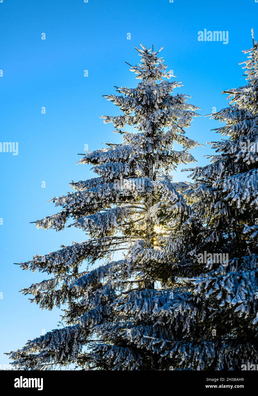 snow pines from winter with sparkling frost against the background of ...