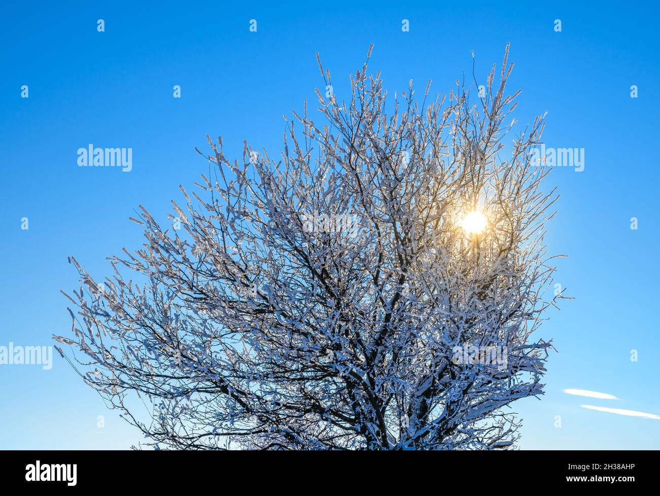 sunbeam in the branches of a snow-covered tree against the blue winter sky. Hoarfrost or frost ...