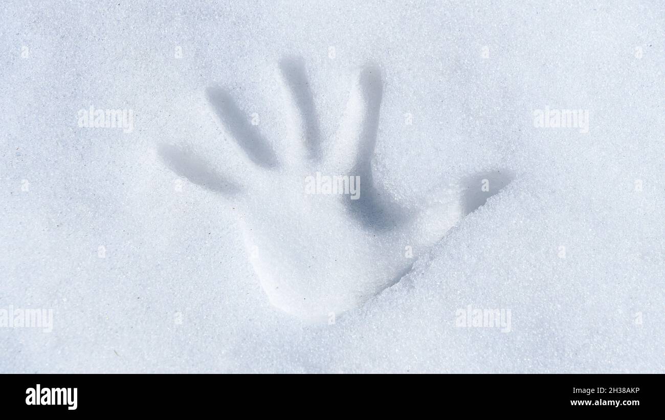 Human handprint in fresh white snow on a sunny winter day. A single ...
