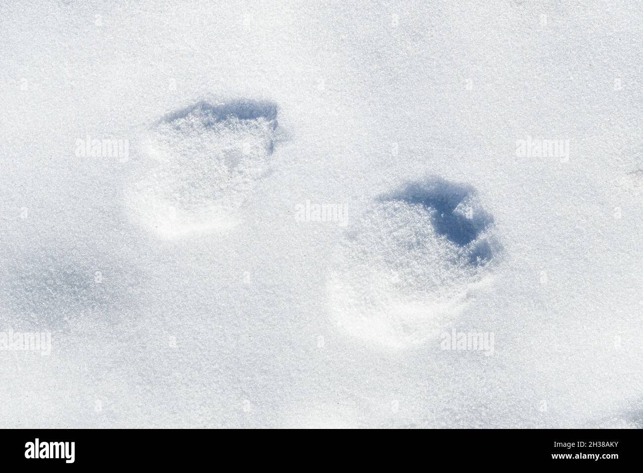 Snowprints hi-res stock photography and images - Alamy