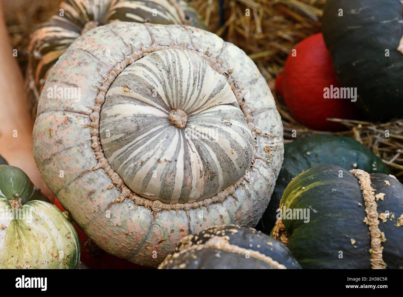 Turban squash hi-res stock photography and images - Alamy