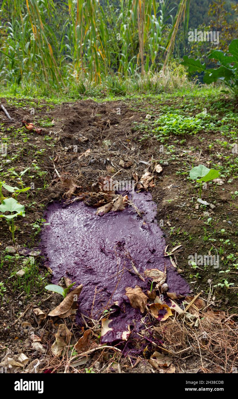 Wine dregs hi-res stock photography and images - Alamy