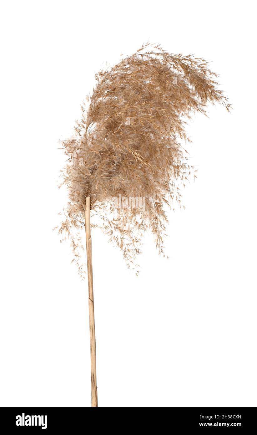 Decorative reeds Cut Out Stock Images & Pictures - Alamy