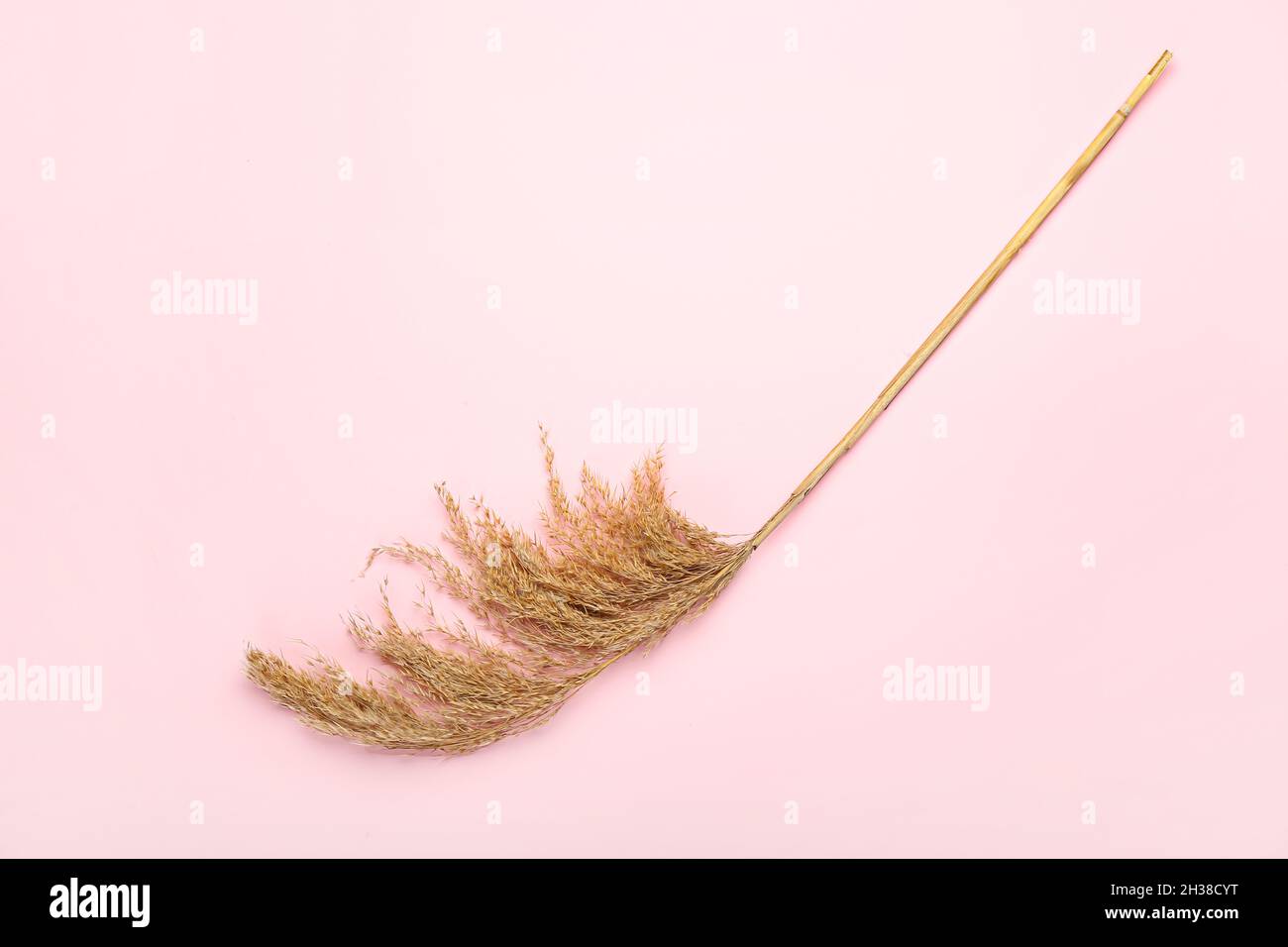 View pink pampas grass hi-res stock photography and images - Alamy