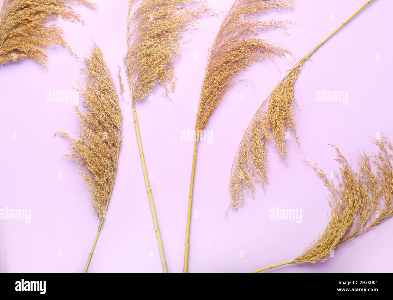 Beautiful dry common reeds hi-res stock photography and images - Alamy